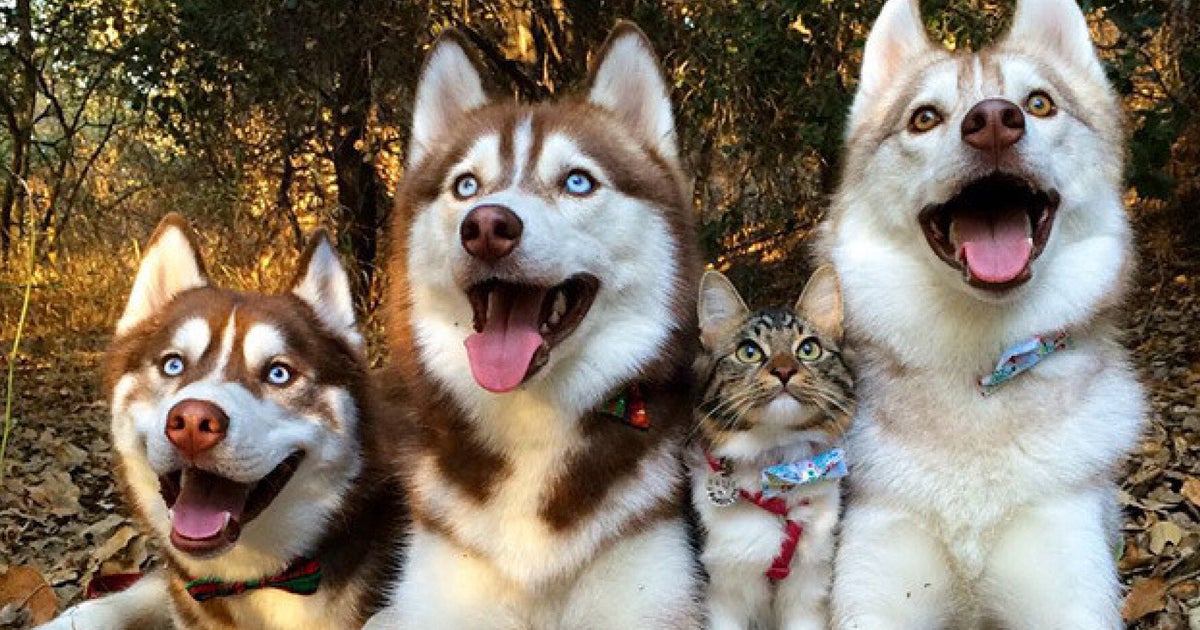 Three Huskies Are Best Friends With A Cat | HuffPost UK Comedy