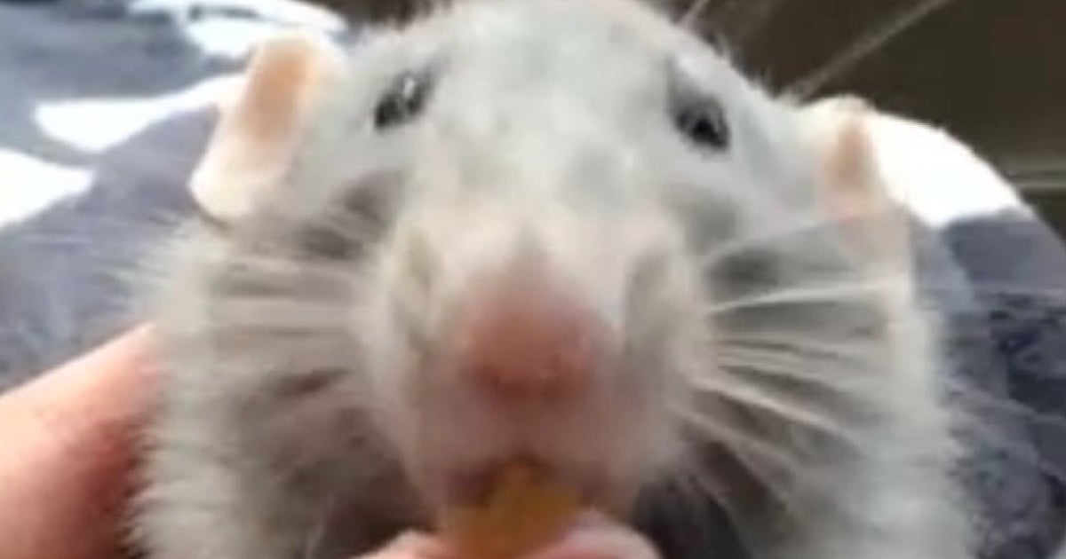 Spaghetti Rat Takes World By Storm In The Wake Of New York's Pizza Rat ...