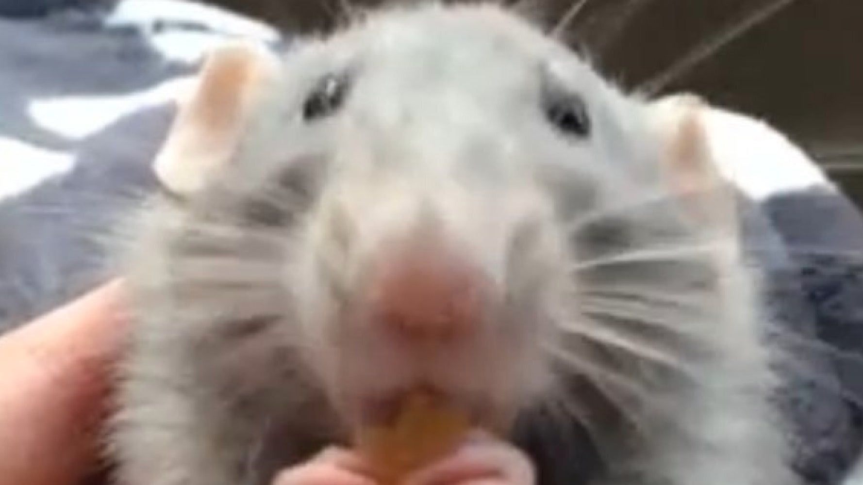 Spaghetti Rat Takes World By Storm In The Wake Of New York's Pizza Rat ...