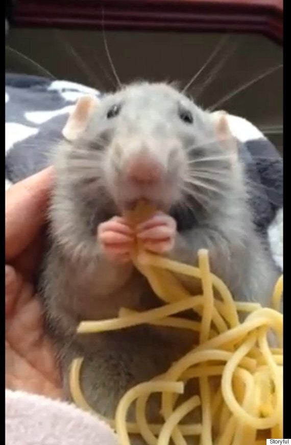 Spaghetti Rat Takes World By Storm In The Wake Of New York's Pizza Rat ...