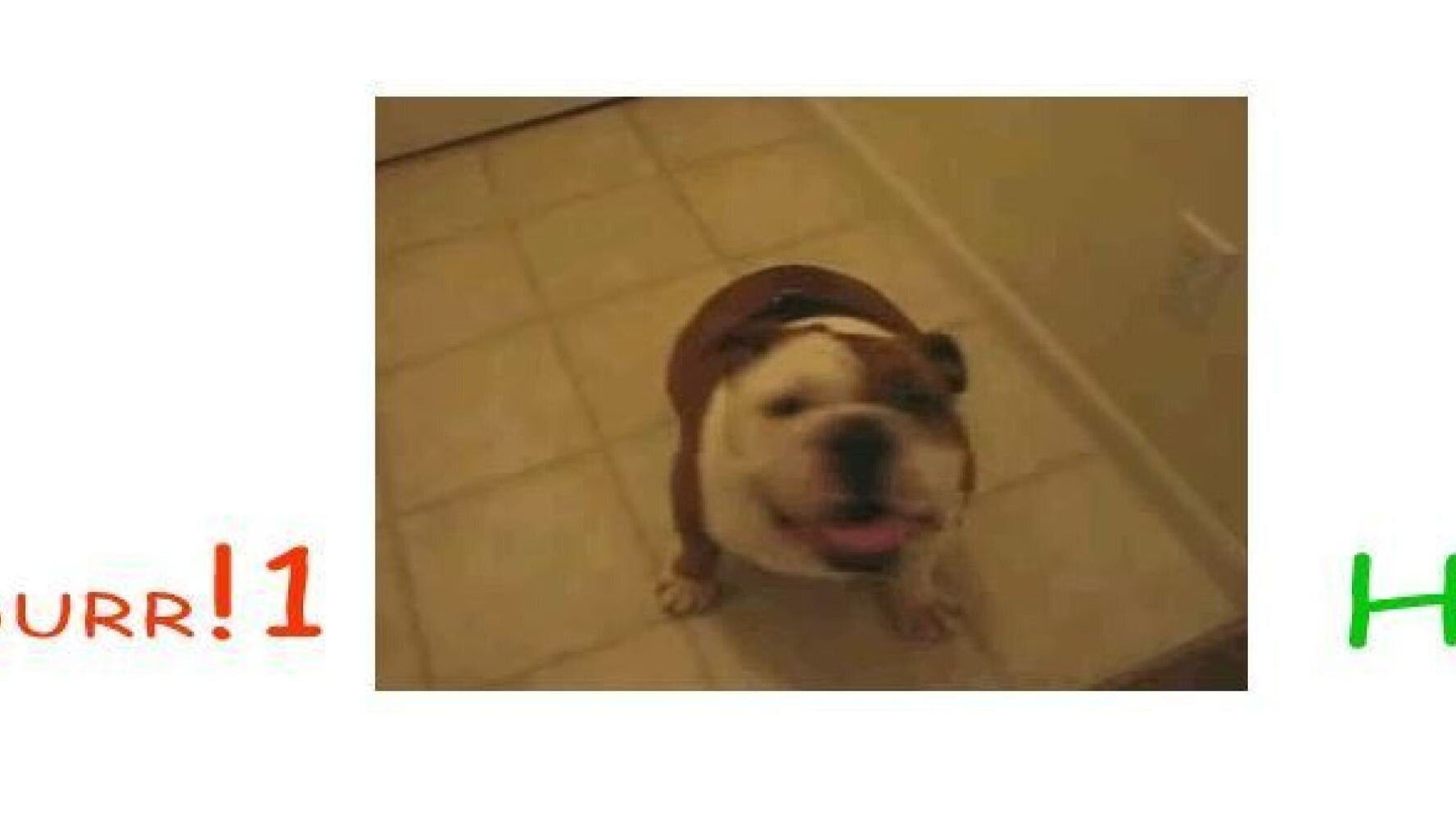 Hurr Durr Face