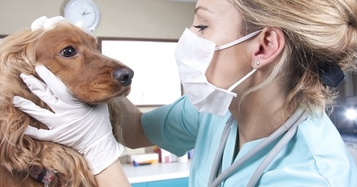 There Is No NHS for Animals | HuffPost UK News