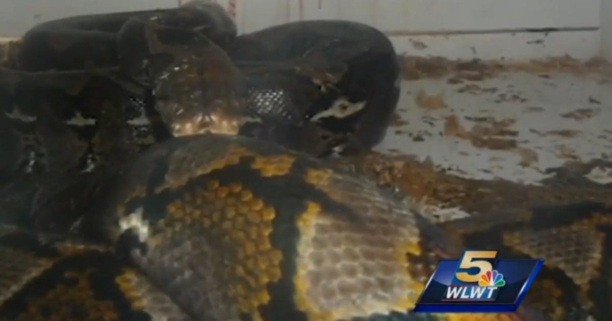 Newport, Kentucky Python Attack Sees Pet Shop Owner Injured, Customer ...
