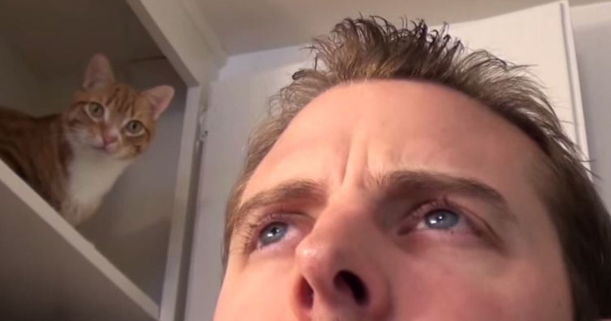 Cats Are Conspiring To Take Over The World, And Here's Proof | HuffPost ...