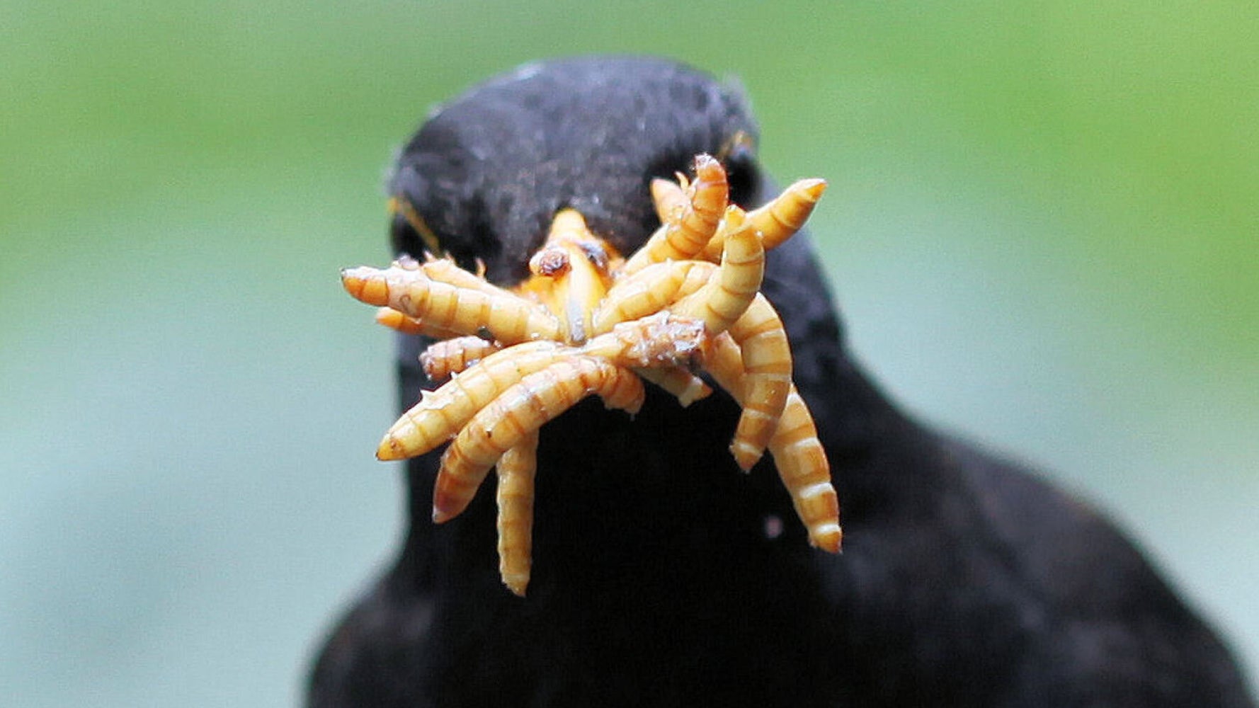 What Mother Nature Can Teach Us About Parenting | HuffPost UK Parents