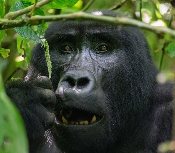 Six Animals With Bad Reputations | HuffPost UK