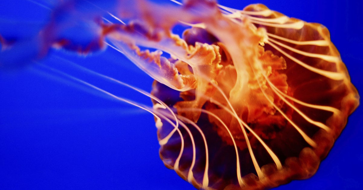 Seven Small Deadly Animals | HuffPost UK News