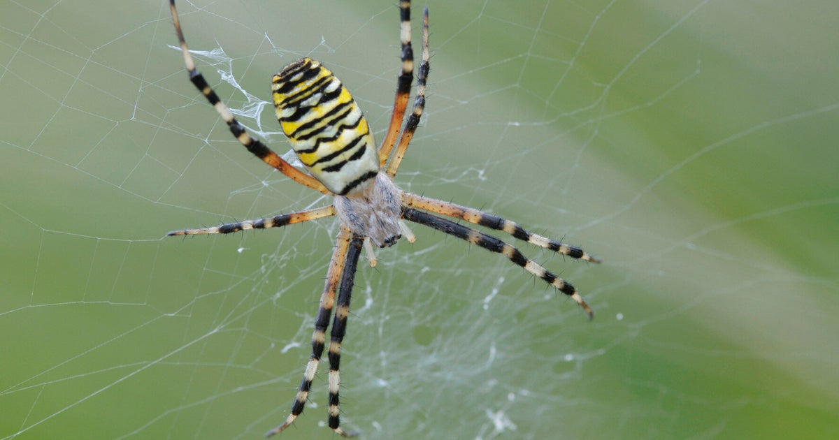 Are You Passing on Your Own Fears and Phobias to Your Children ...