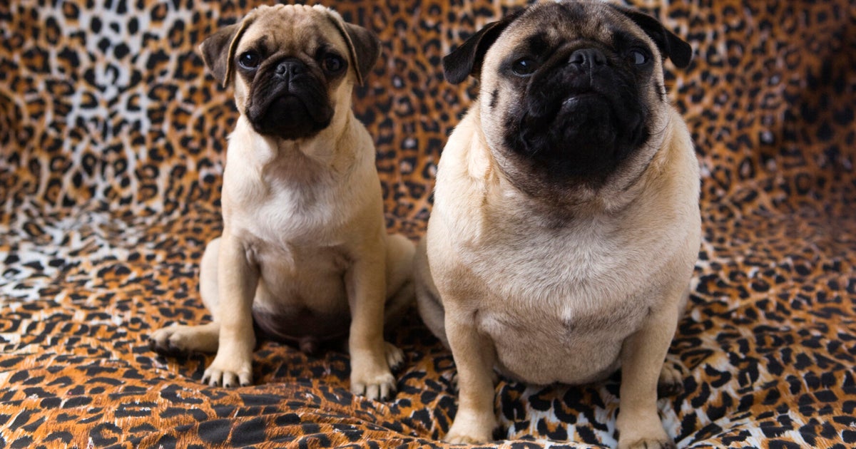 Top Dogs Throughout UK Revealed | HuffPost UK Life