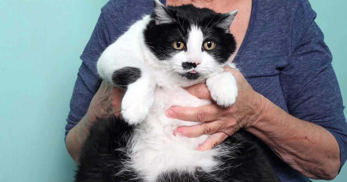 Sprinkles The 32lb Cat Was Abandoned By Her Owners, Now An Animal ...