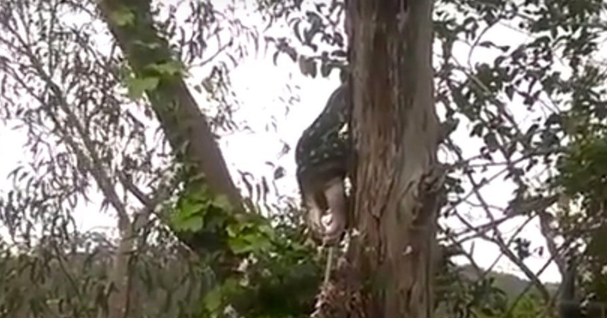 Python Swallows Large Possum In Graphic Scenes Of Nature | HuffPost UK News