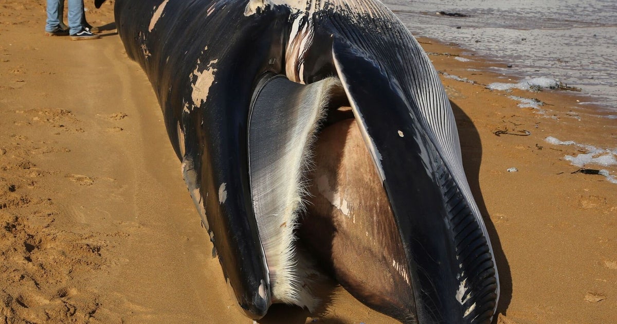 Dead Whale Washes Up On Kent Beach | HuffPost UK News
