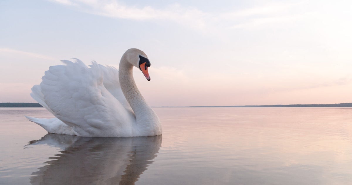 The Swan Effect | HuffPost UK Parents