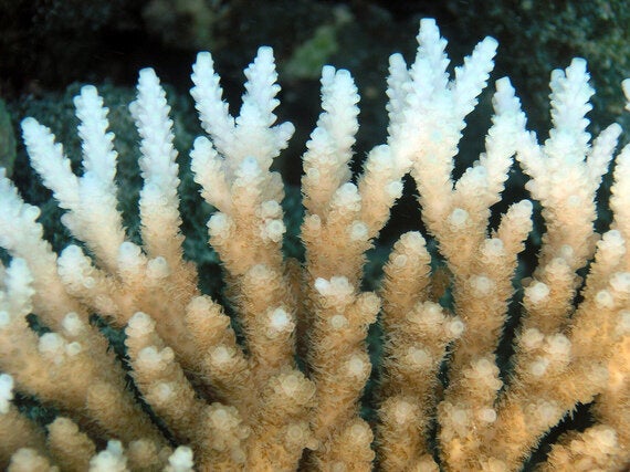 Coral Bleaching: It's Time To Save Our Oceans | HuffPost UK