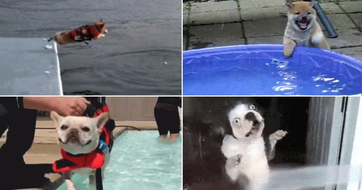 12 Funny Gifs Highlighting Dogs' Strange Relationship With Water ...