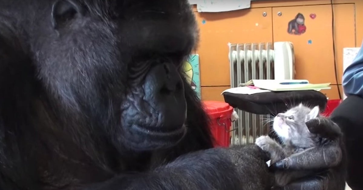 Koko The Gorilla Meets Her New Kittens And The Entire World Clears A ...