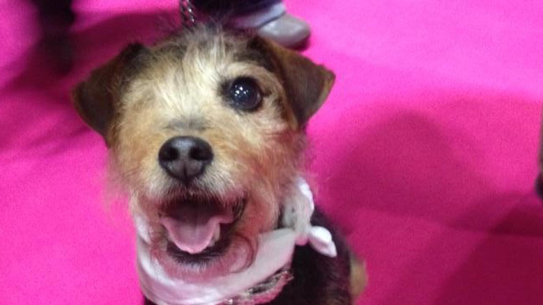 Why Rescue Dogs Are Amazing | HuffPost UK Life