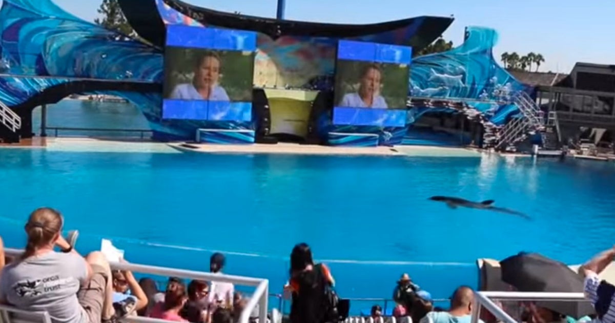 SeaWorld Orca Footage Reveals What Life Is Like For Captive Killer ...