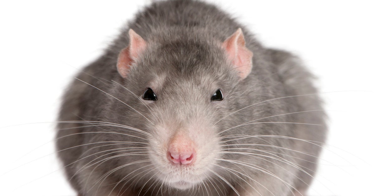 Giant Rat 'Plague' Sees Royal Mail Suspend Deliveries For London Street ...