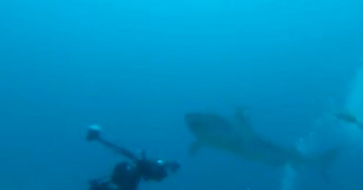 Watch This Tiger Shark Narrowly Miss A Diver And Attack GoPro Instead ...
