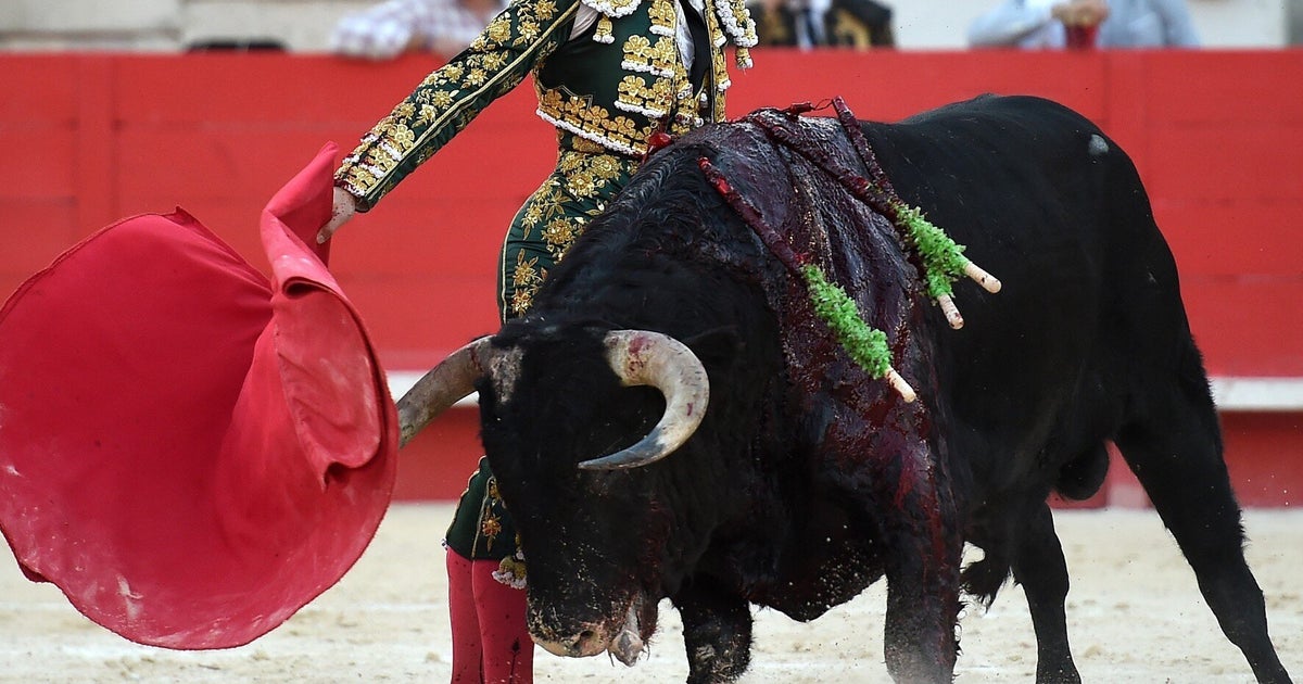 Bullfighting: European Parliament Votes To End EU Subsidies For Farmers ...