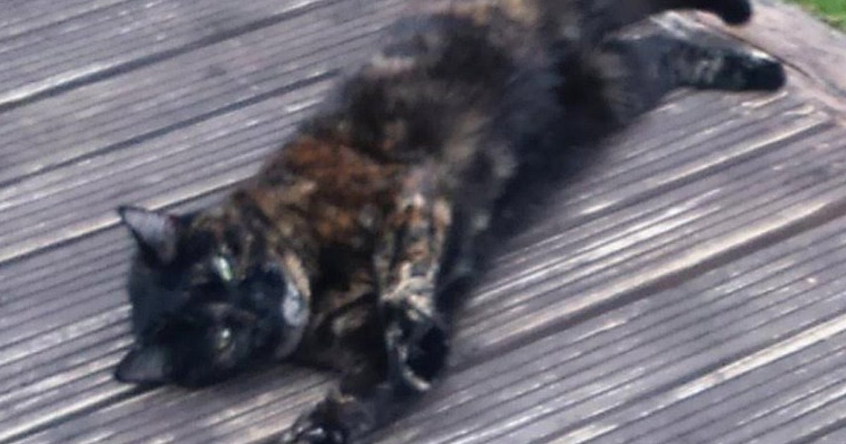 Serial Cat Killer Slaughtering And Dismembering Pets In Croydon, Rescue ...