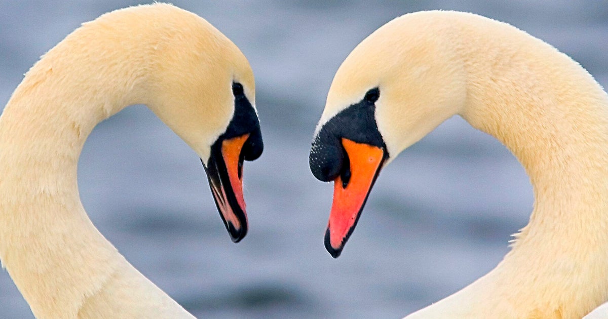 Daddy Swans Can Raise Their Kids Too | HuffPost UK Parents