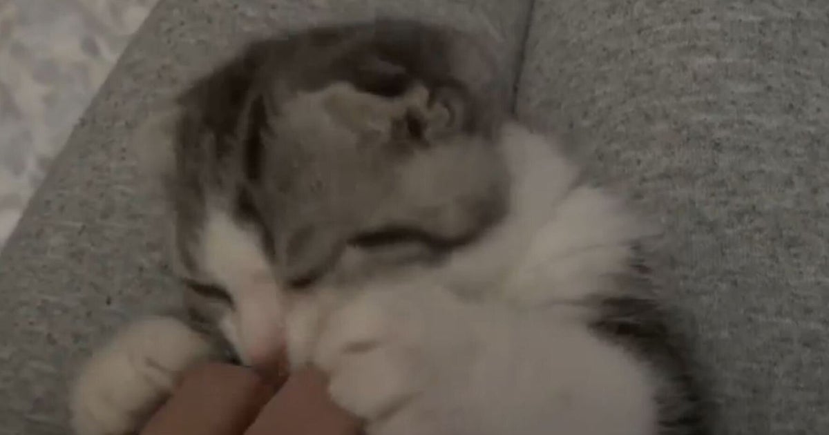 This Adorable Purring Kitten Will Make Everything OK | HuffPost UK Comedy