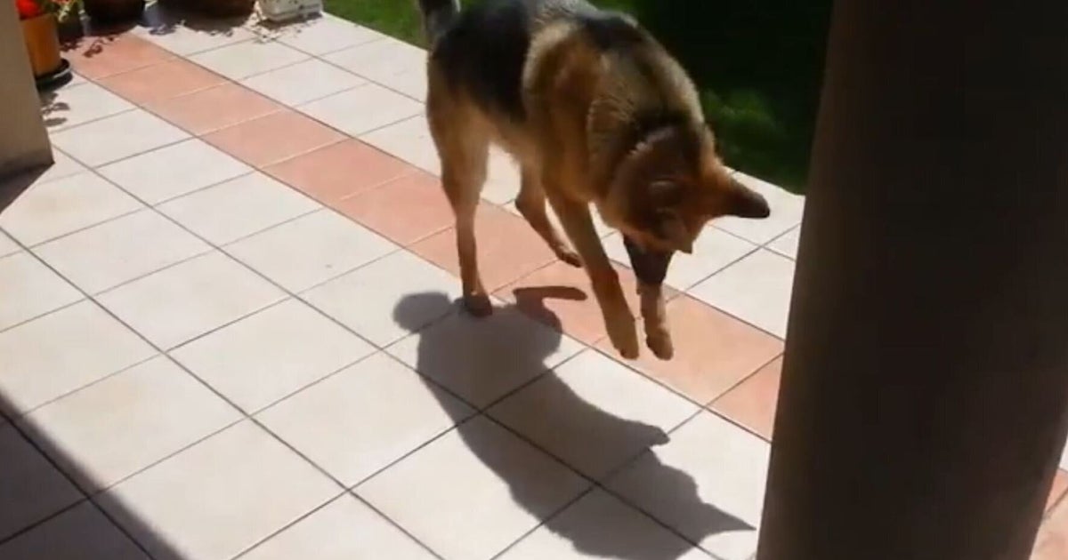 Dogs Vs. Their Own Shadows | HuffPost UK Comedy