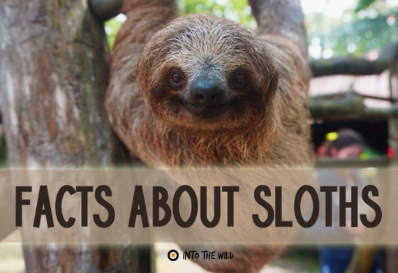 Facts About Three-Toed Sloths | HuffPost UK