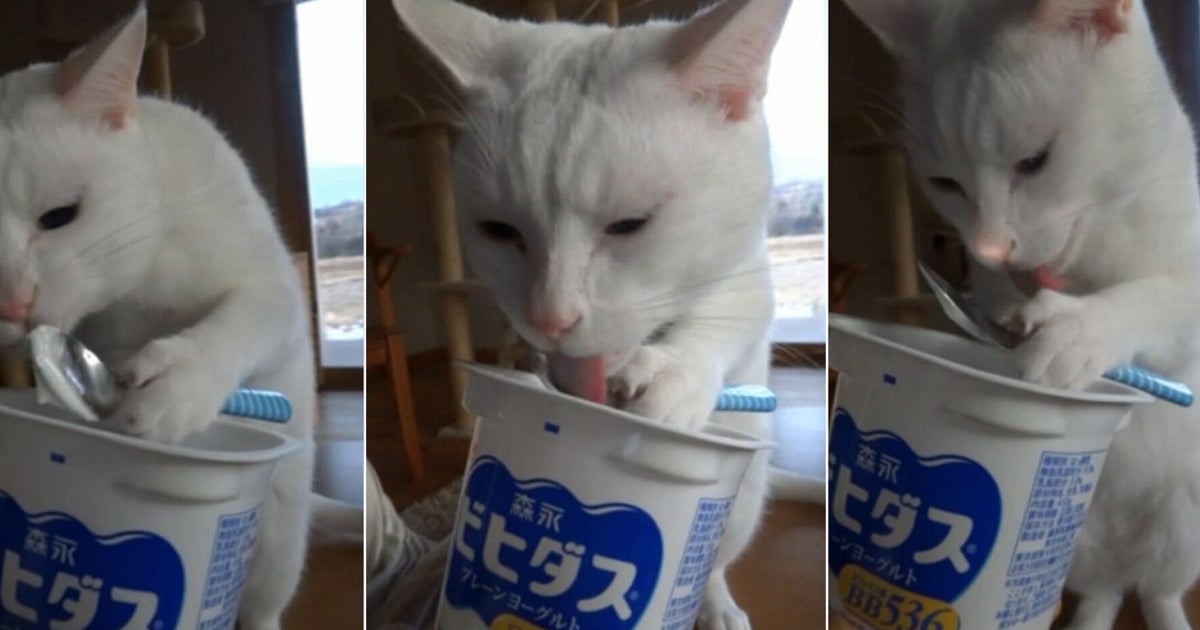 Clever Cat Uses Spoon to Eat Yogurt | HuffPost UK Comedy