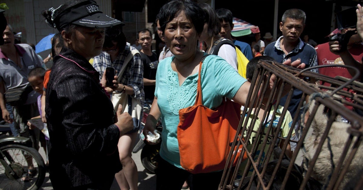 Yulin Dog Meat Festival Campaigner, Yang Xiaoyun, Travels 1,500 Miles ...