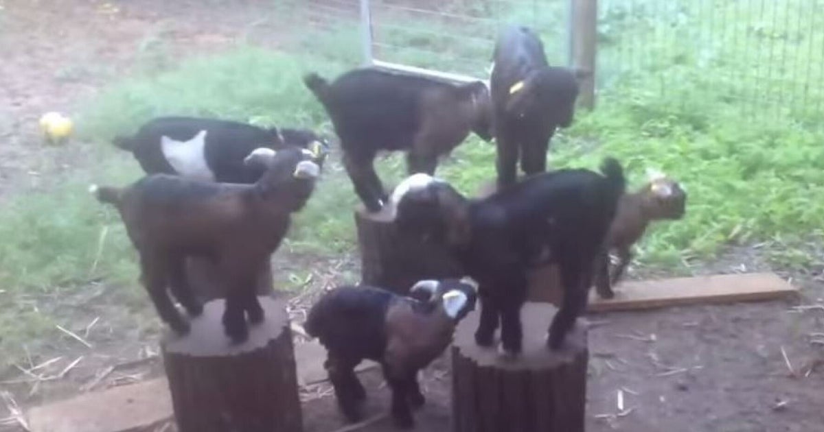 Baby Goats Hop Around On Logs | HuffPost UK Comedy