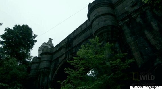 'Dog Suicide Bridge': 600 Hounds Leap From 'Haunted' Scottish Bridge ...