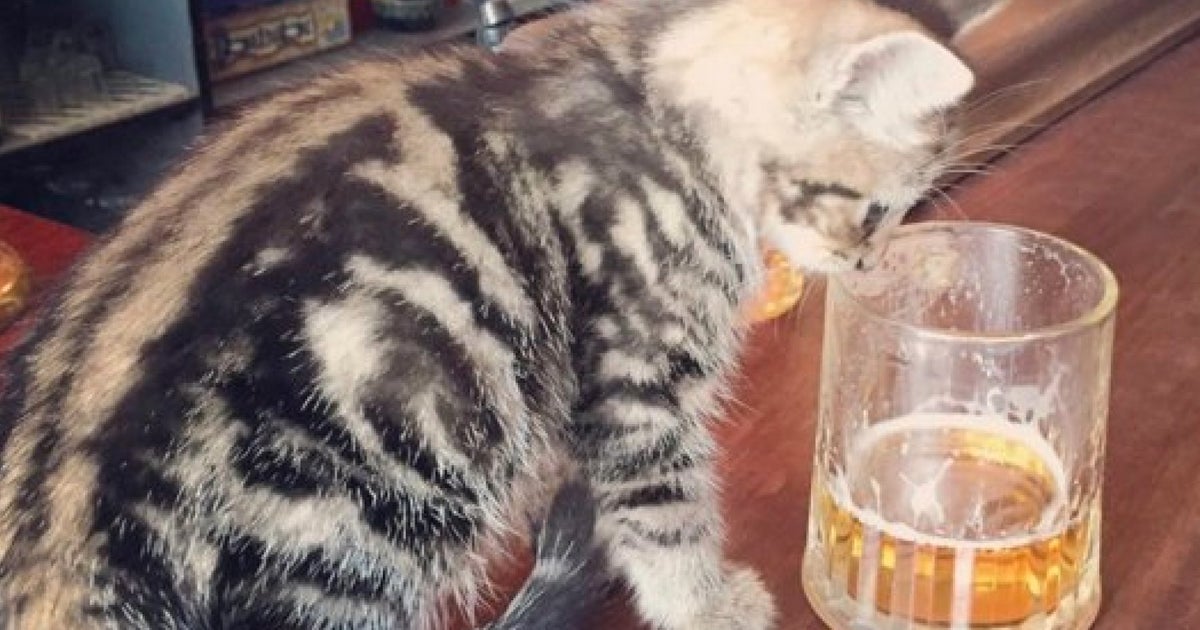 There's A Cat Pub In Bristol And You're All Invited | HuffPost UK Life