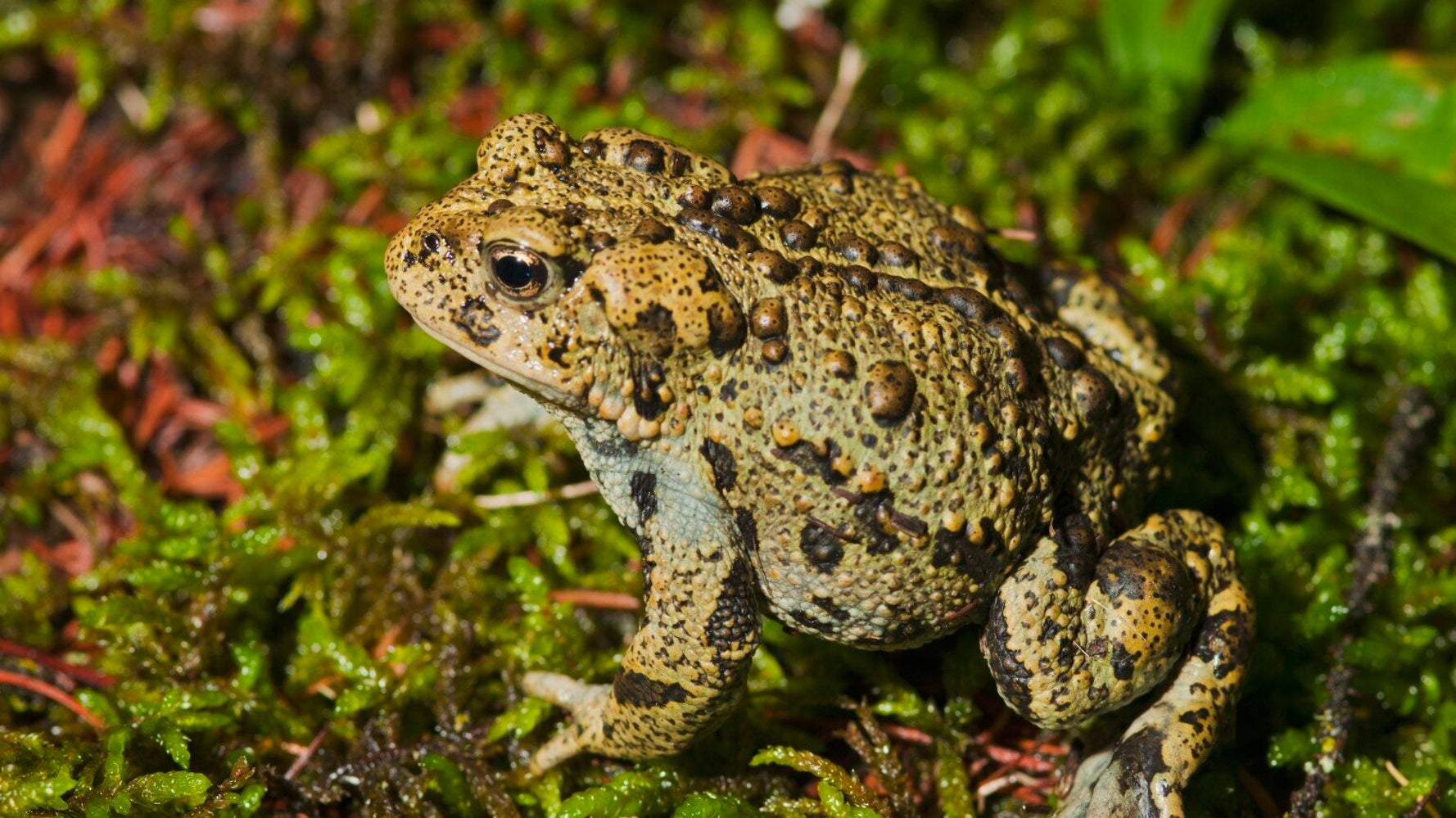 Baby Toads With Onion Gravy | HuffPost UK Life