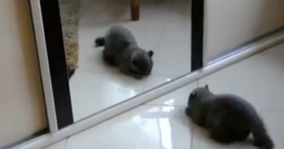 Animals Getting Scared And Confused By Their Own Reflections | HuffPost ...