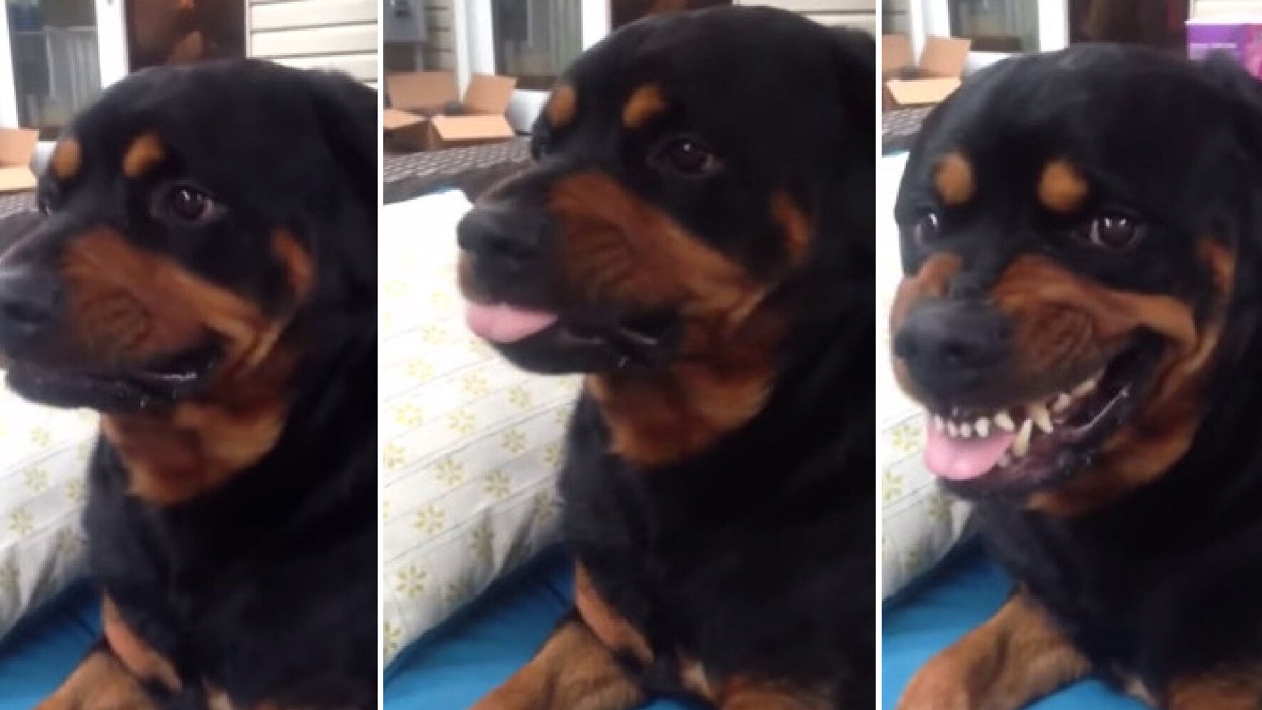 Clever Rottweiler Shows His 'Mean Face' On Demand | HuffPost UK Comedy