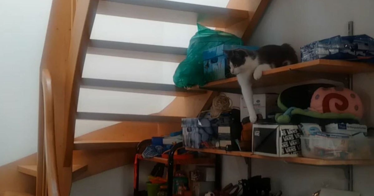 This Cat Is A Better Goalkeeper Than You | HuffPost UK Comedy