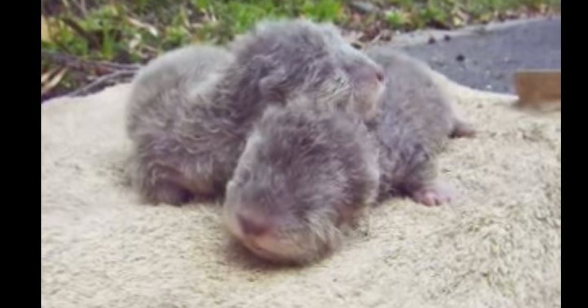 Forget About The General Election For One Minute And Watch These ...