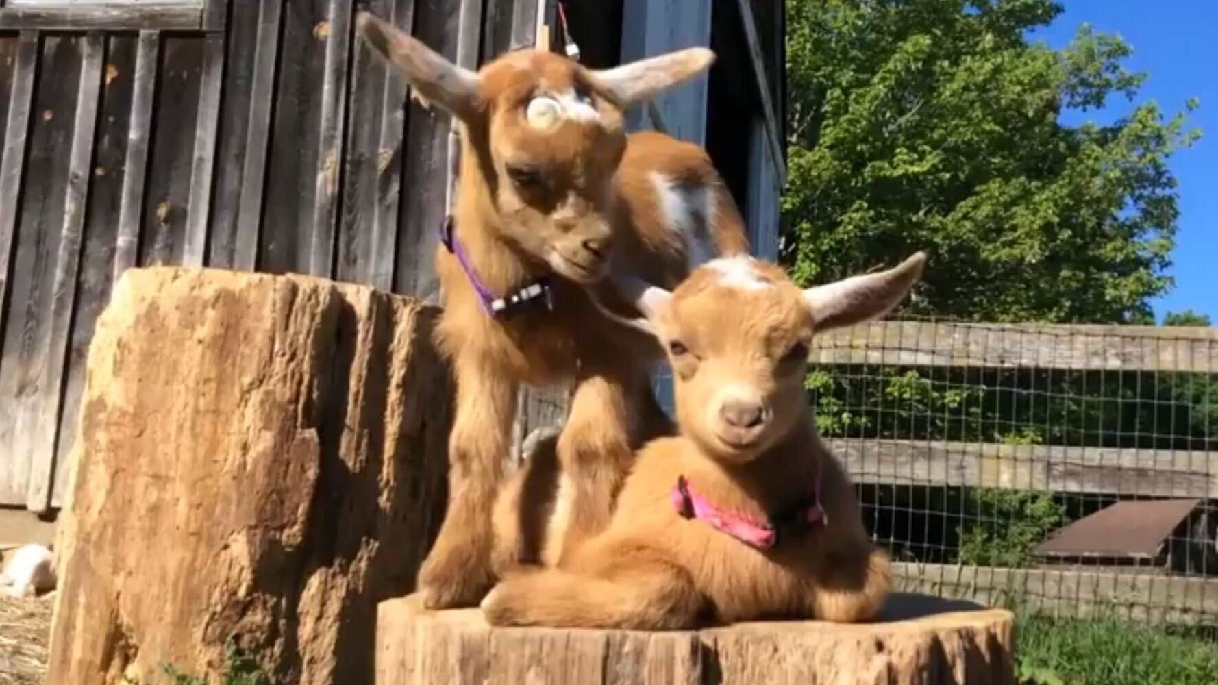 Identical Kid Goats Are Two Very Distinct Characters | HuffPost UK Comedy