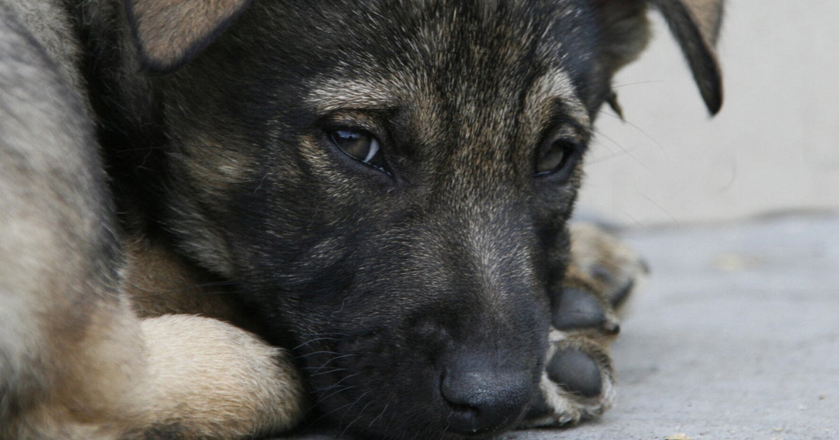 Deliberate Animal Cruelty Such As Microwaving And Beating Pets Has ...
