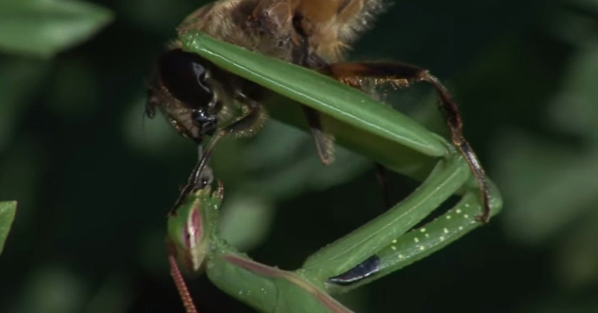 Praying Mantis Eating A Fly's Face Is Nature In All It's Horrifying ...