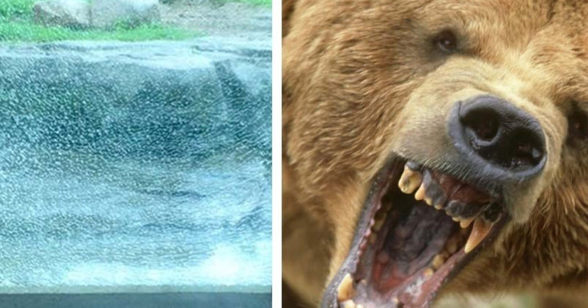 Grizzly Bear Smashes Zoo Glass Wall With Basket-Ball Sized Rock ...