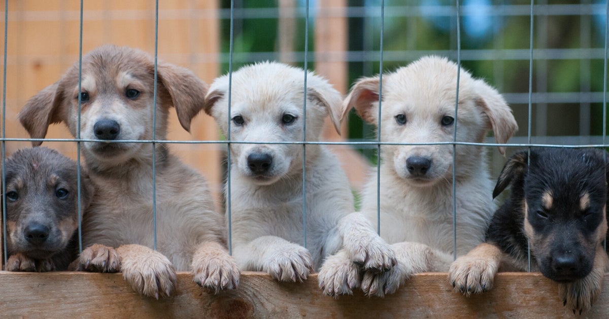 Breeding Bad - The True Cost of Irresponsible Pet Breeding | HuffPost ...