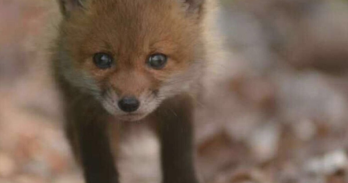Foxycology: Separating Fox Fact and Fiction | HuffPost UK News