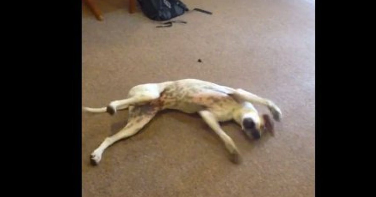 You've Never Seen Anything As Delighted As This Dog Is With A Prune ...