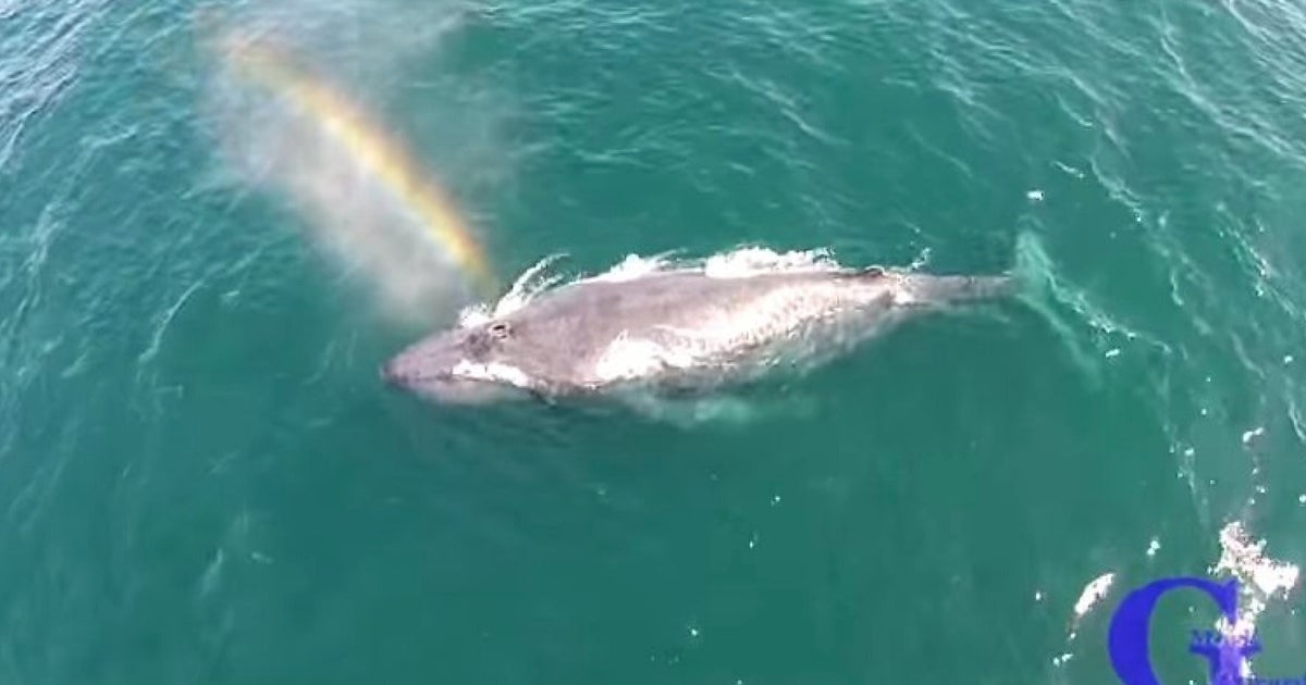 Drone Captures Rainbow-Blowing Whale On Camera | HuffPost UK Tech