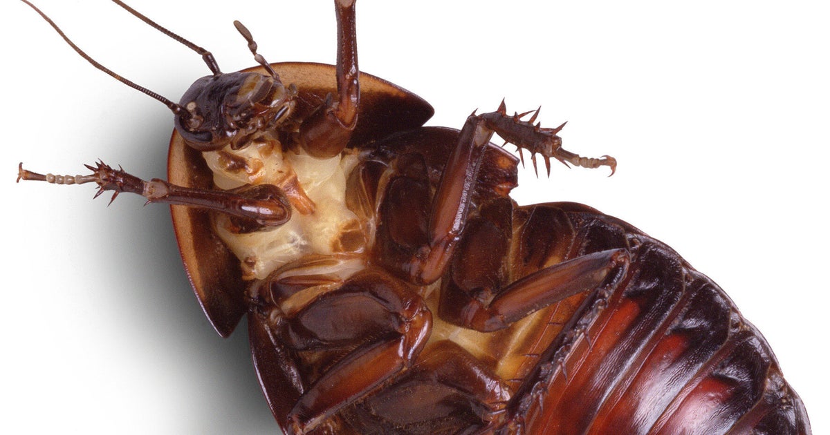 Bad Student Housing Destroys Mental Health and Dignity | HuffPost UK ...