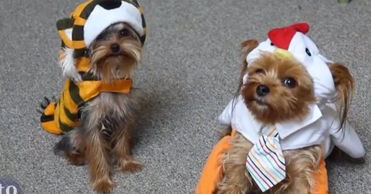 These Pets REALLY Dressed Up For Halloween | HuffPost UK Comedy